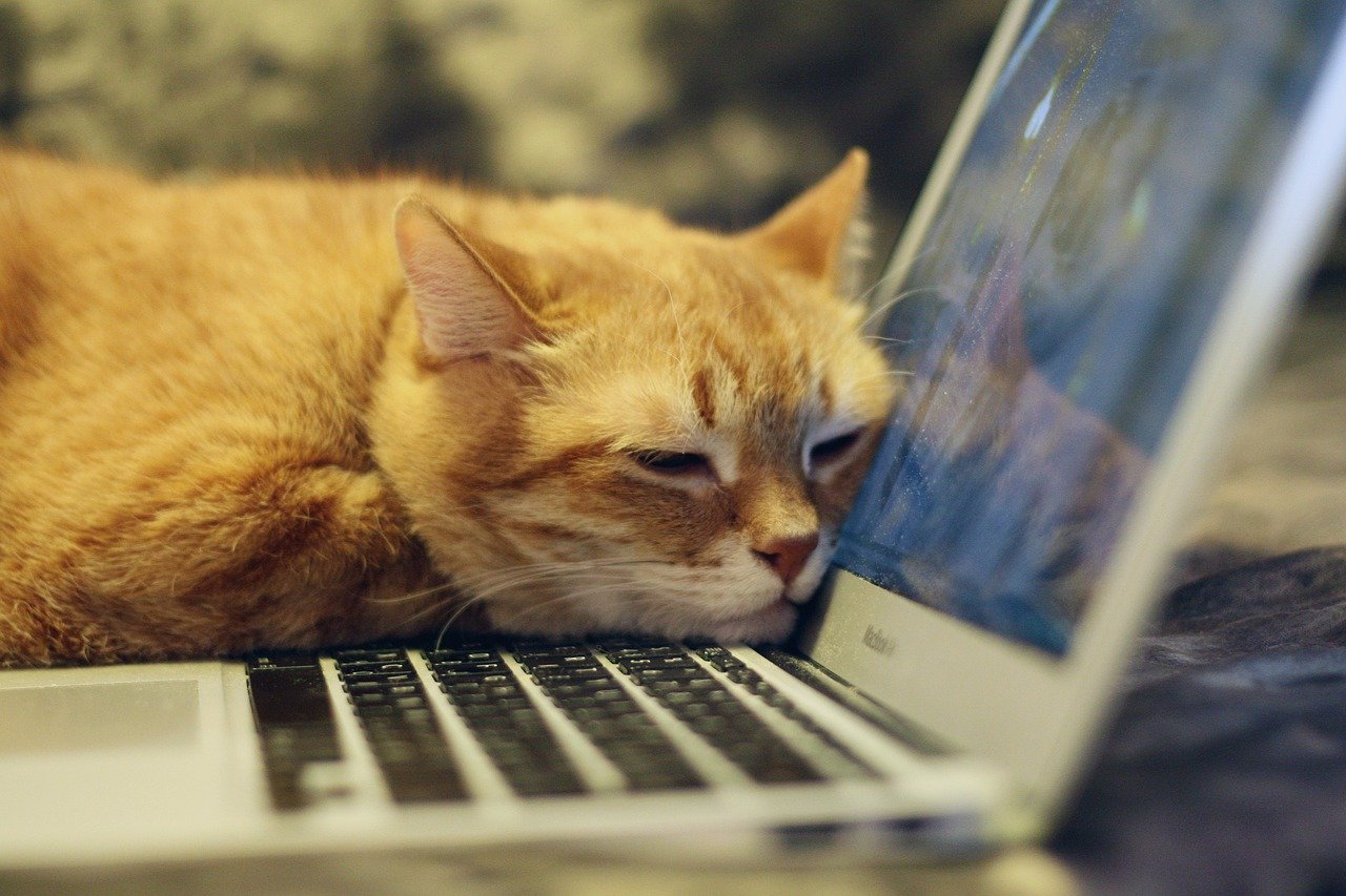 How to Prepare Your Furry Coworker for the Workplace - Riverside ...