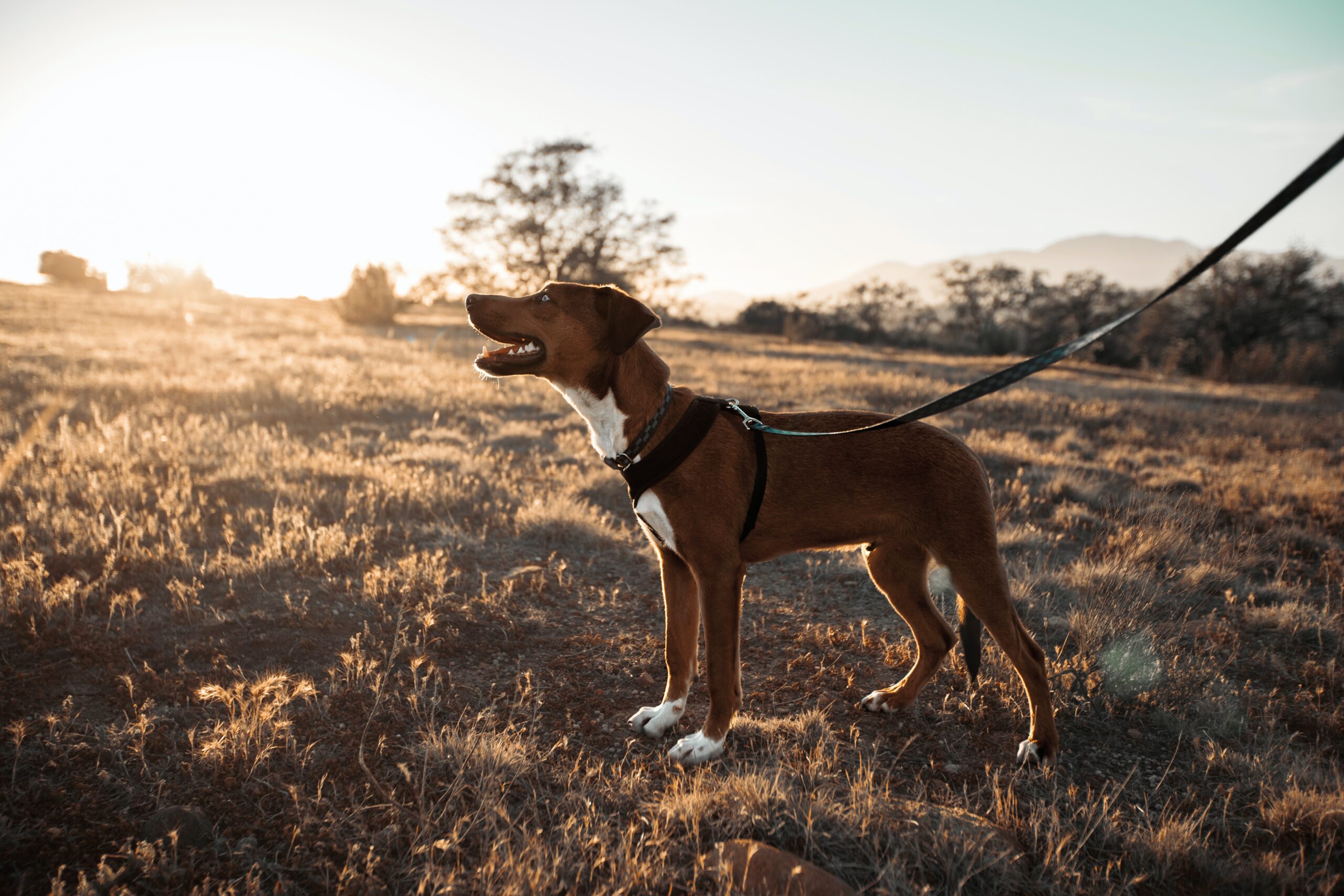 Prevent Dog Bites and Ensure Your Dog's Safety - Riverside Veterinary Care